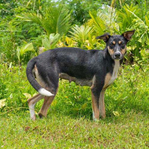 GAIN Pets of the Week | Lifestyle | guampdn.com