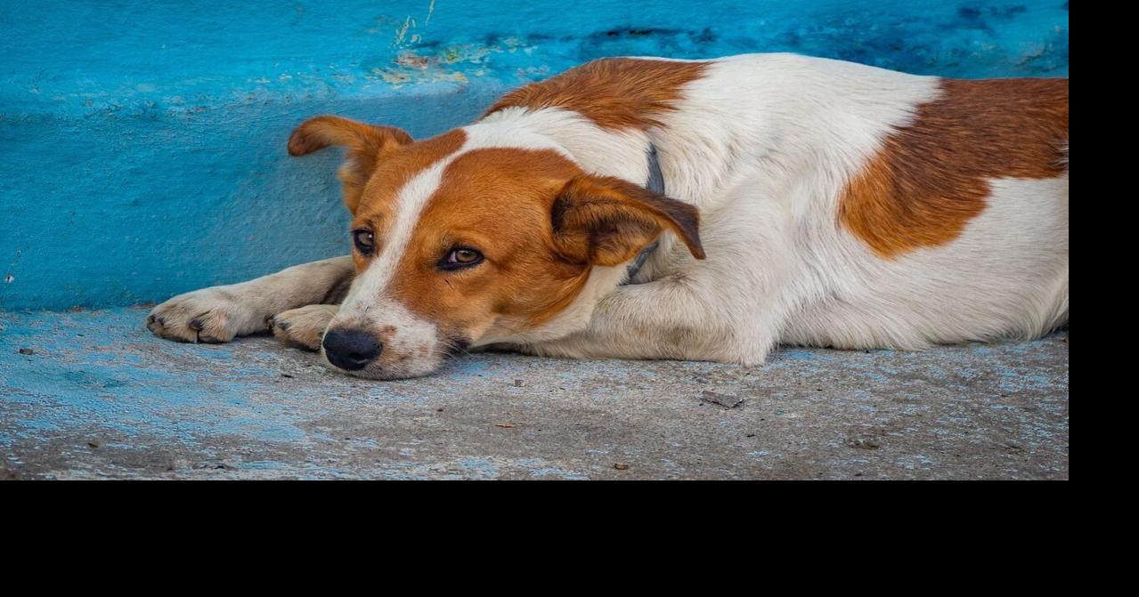 Shorter strides may be early warning sign of dementia in dogs ...