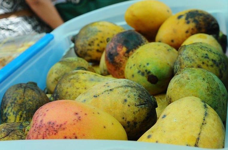 Typhoon bounty: How to salvage not-yet-ripe fallen fruit | Local News ...