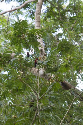 Indigenous spirituality and the håyun lågu tree | Lifestyle | guampdn.com