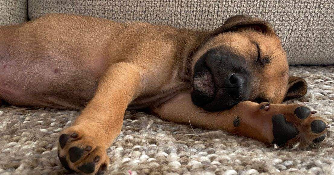 Pets of the Week from Guåhan Paws for Pets | Lifestyle | guampdn.com