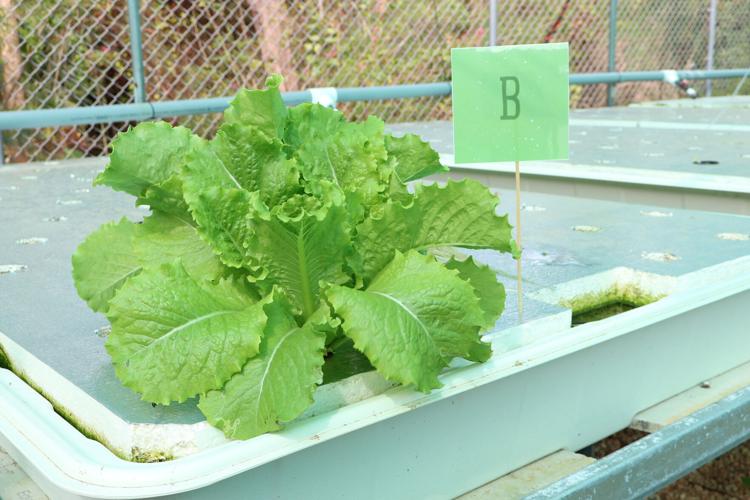 UOG project helps residents raise fish, grow vegetables at home | News ...