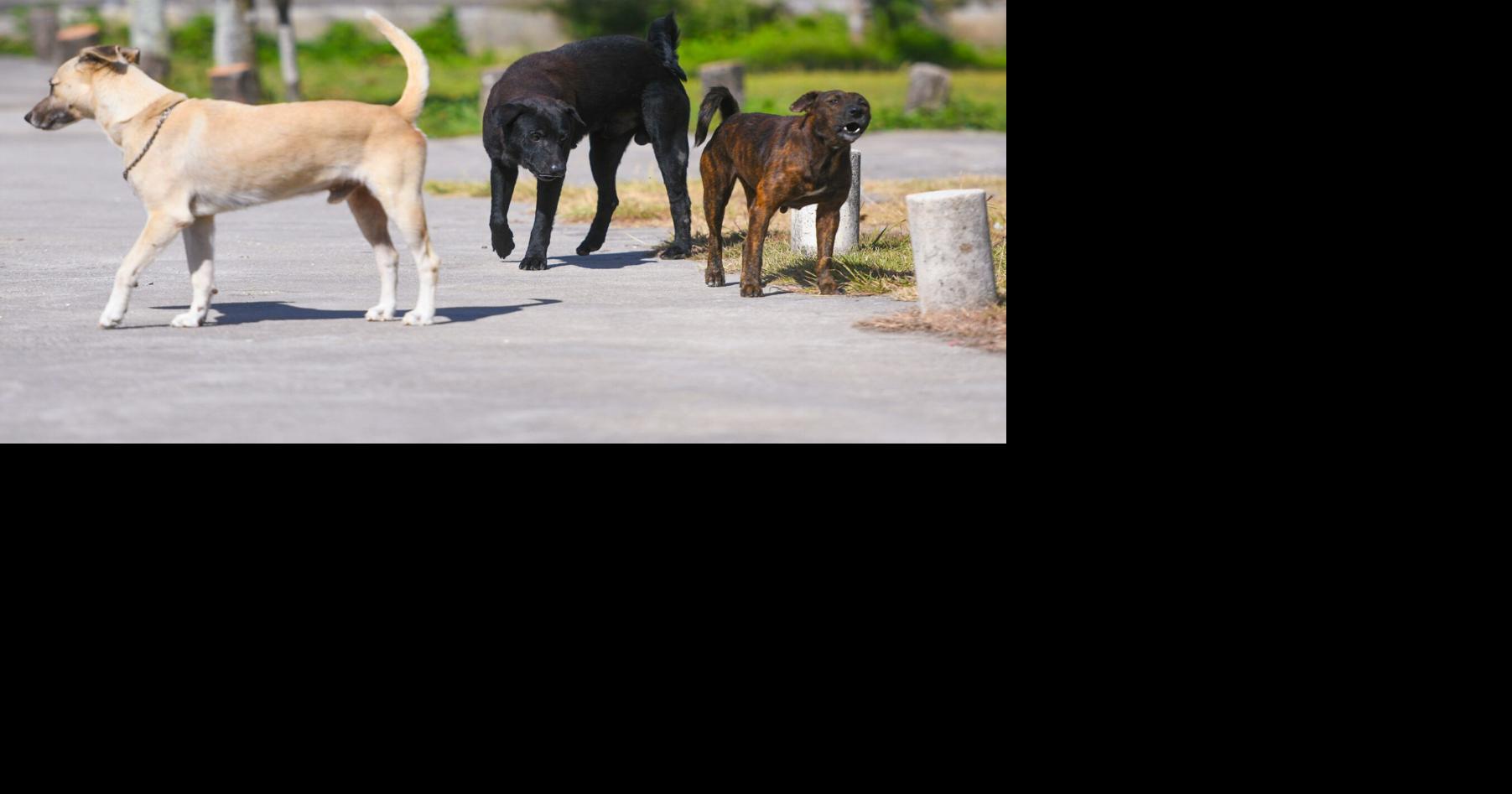 Letter: Stray dogs a problem with pedestrians | Opinion | guampdn.com