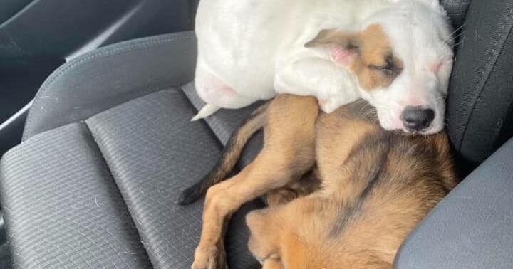 "We are very lucky": Pets from local animal shelter safe after typhoon ...