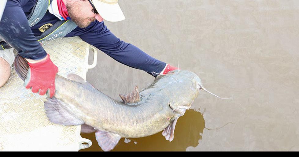 Spines help catfish live another day | News | guardonline.com