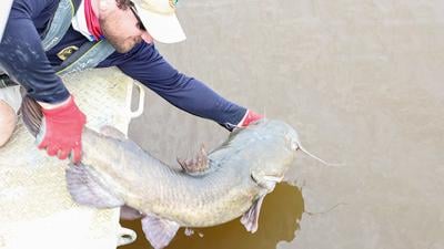 Spines help catfish live another day | News | guardonline.com
