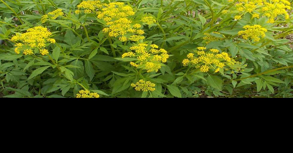 Golden alexanders will persist for several years, replenish with ...