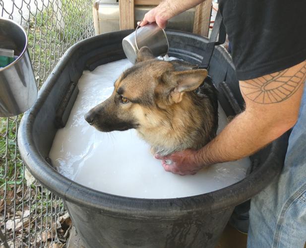 Independence Co. Humane Society Dog Dip | News | guardonline.com