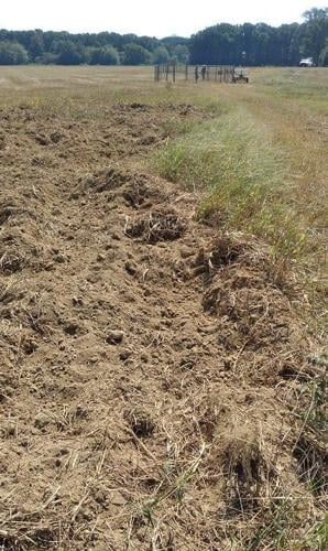 Feral hog damage assessment provides deeper understanding | News ...