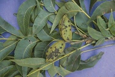 Pecan Scab Disease | News | guardonline.com