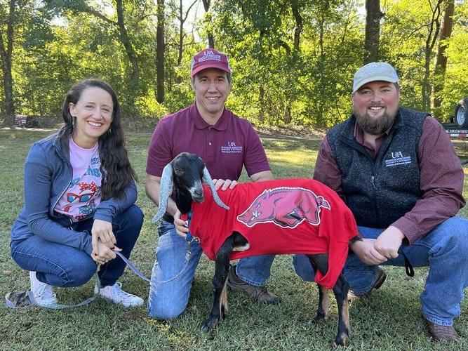 Arkansas Goat Festival attracts 8,000+ people | Arts & Entertainment ...