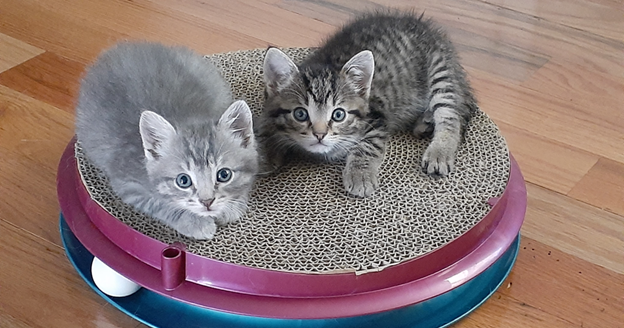 Independence Co. Humane Society to host trivia night | News ...