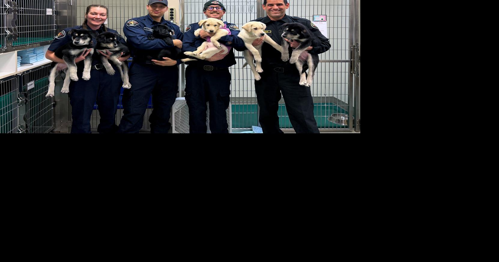 6 puppies treated for a suspected opioid overdose in Washington will ...