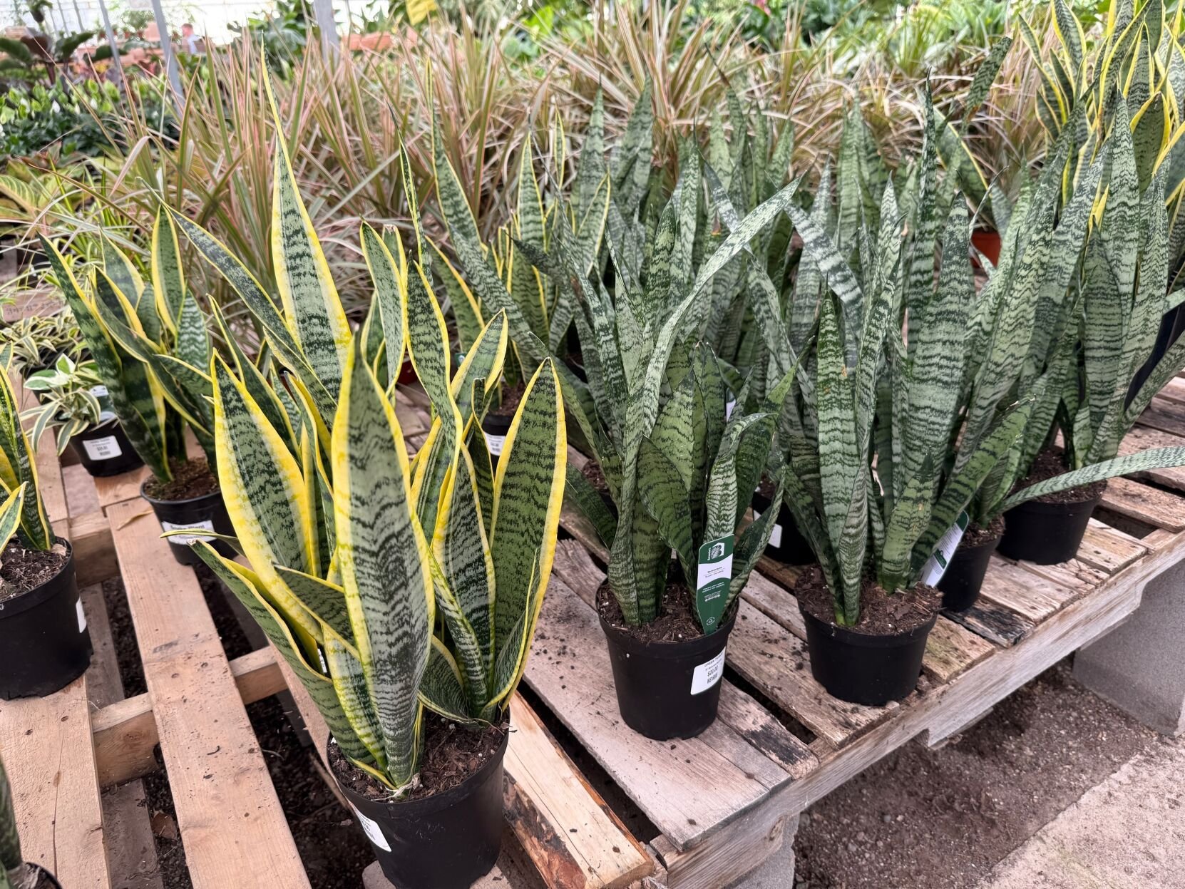 Gardening-Indoor Desert | National | guardonline.com