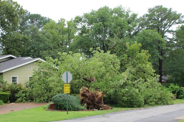Centuries-old trees fall victim to heavy rain, winds | News ...