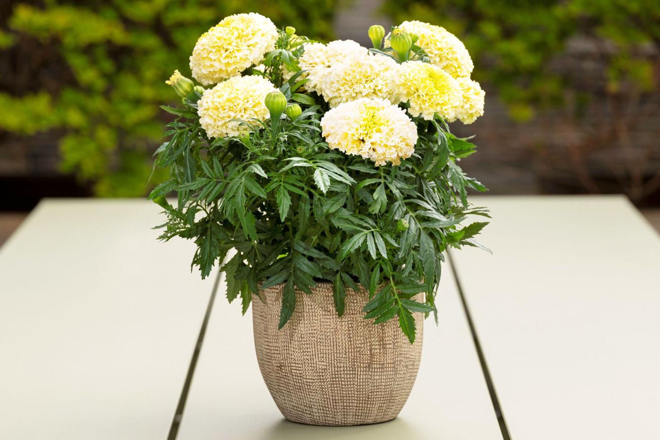 Gardening-Heat-Tolerant Flowers | National | guardonline.com