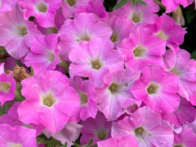 Gardening-New Plants | National | guardonline.com