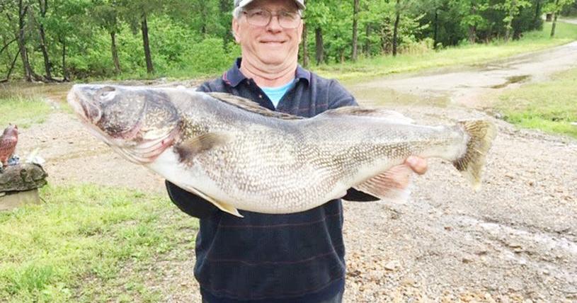 Walleye catch completes Master Angler sweep for Flippin fisherman ...
