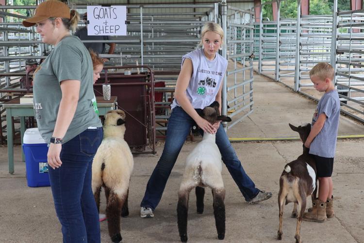 Youth receive livestock show ring coaching | News | guardonline.com