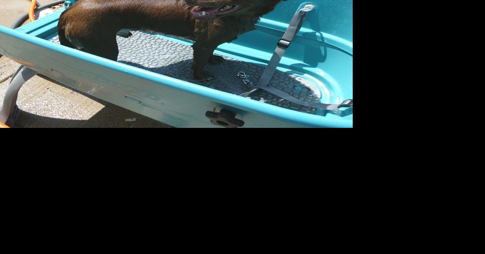 Independence Co. Humane Society Dog Dip | News | guardonline.com