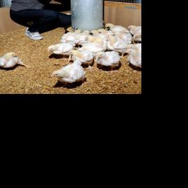 Poultry science researchers fine tune chicken sprinkler technology ...