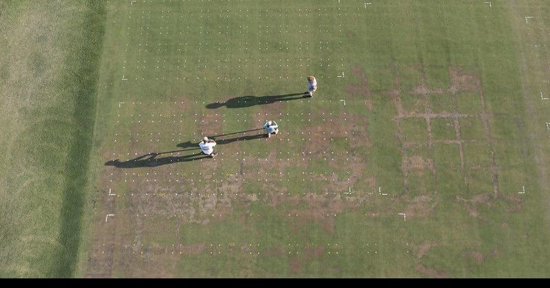 Turfgrass scientists test to control ‘localized dry spot’ | News ...