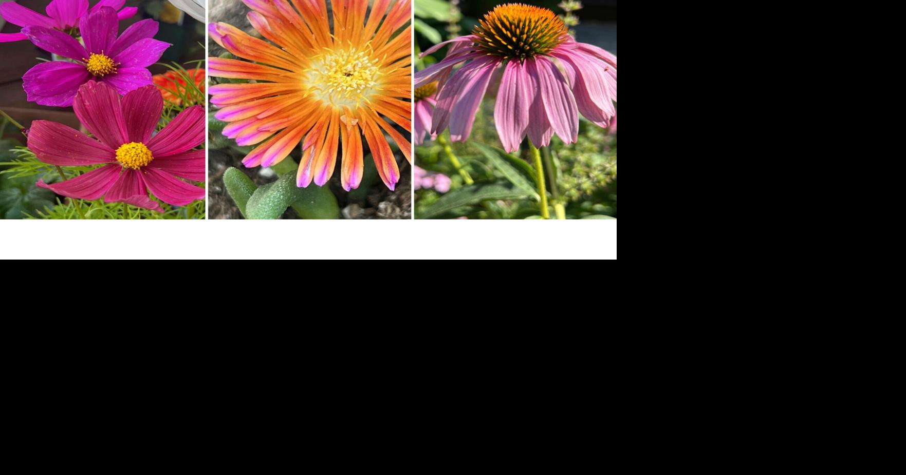 Gardening-Heat-Tolerant Flowers | National | guardonline.com