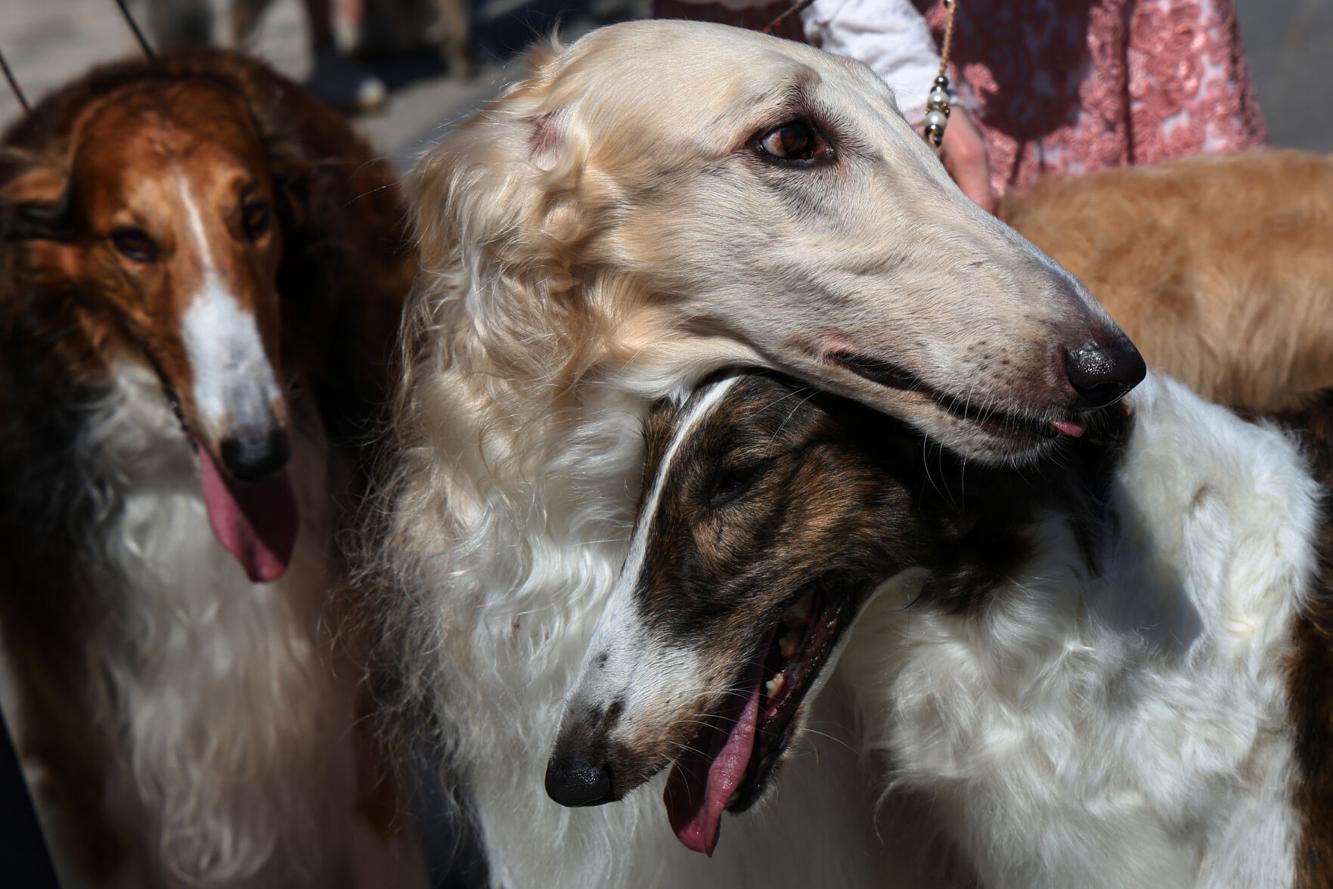 APTOPIX Russia Dog Show | World | guardonline.com