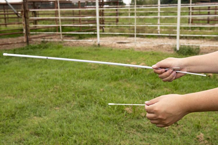 The nose knows: Studying bovine respiratory disease | News ...