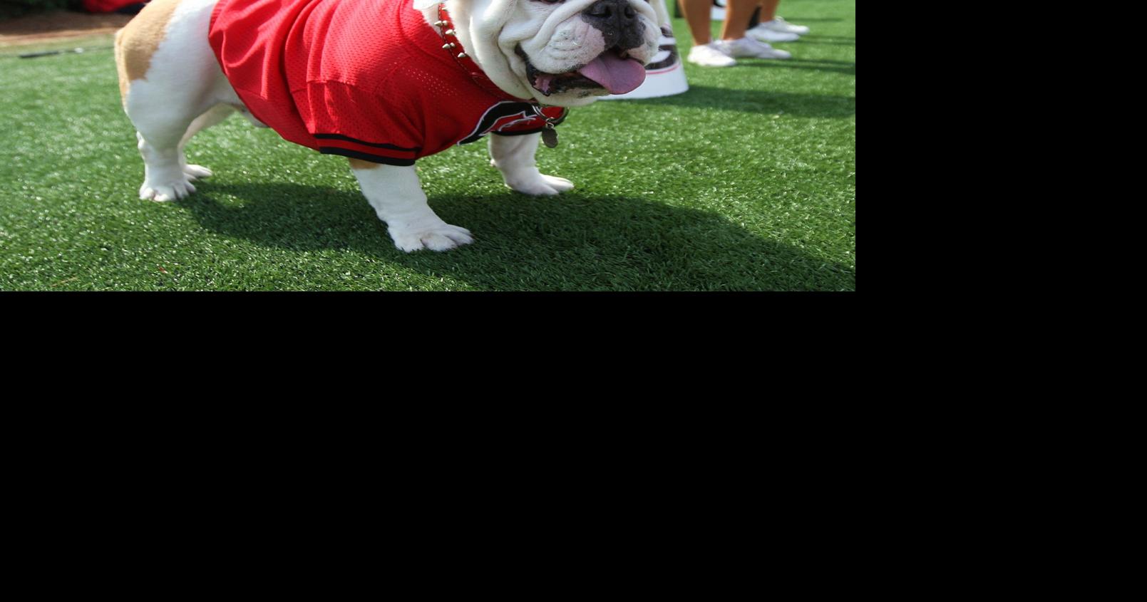 Russ promoted as Georgia Bulldogs' new mascot | News ...