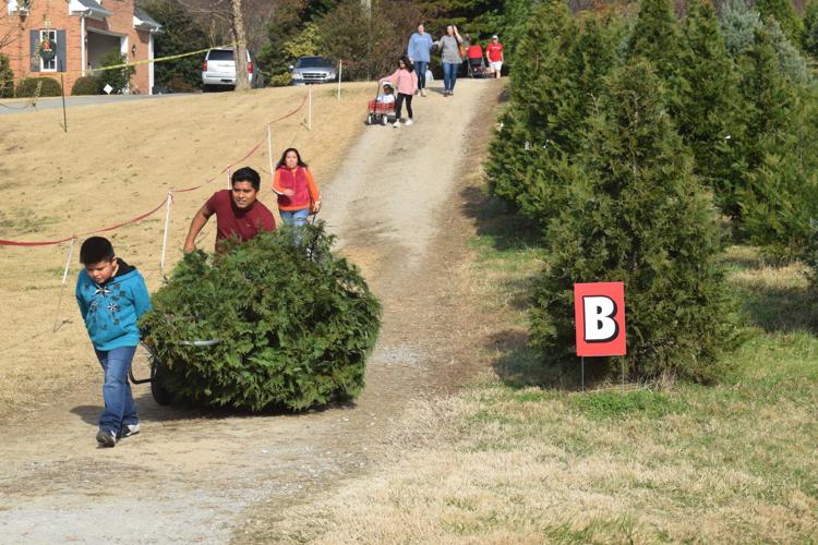 Picking and cutting down Christmas trees remains family tradition at ...