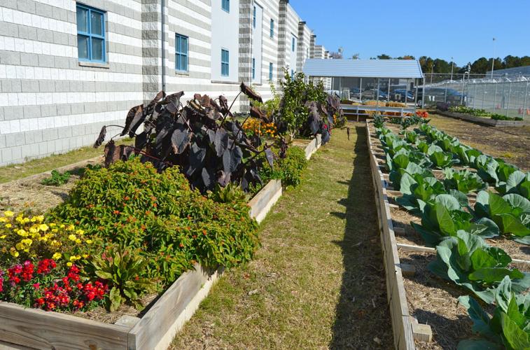 Gwinnett County Jail garden program gives inmates new outlook ...