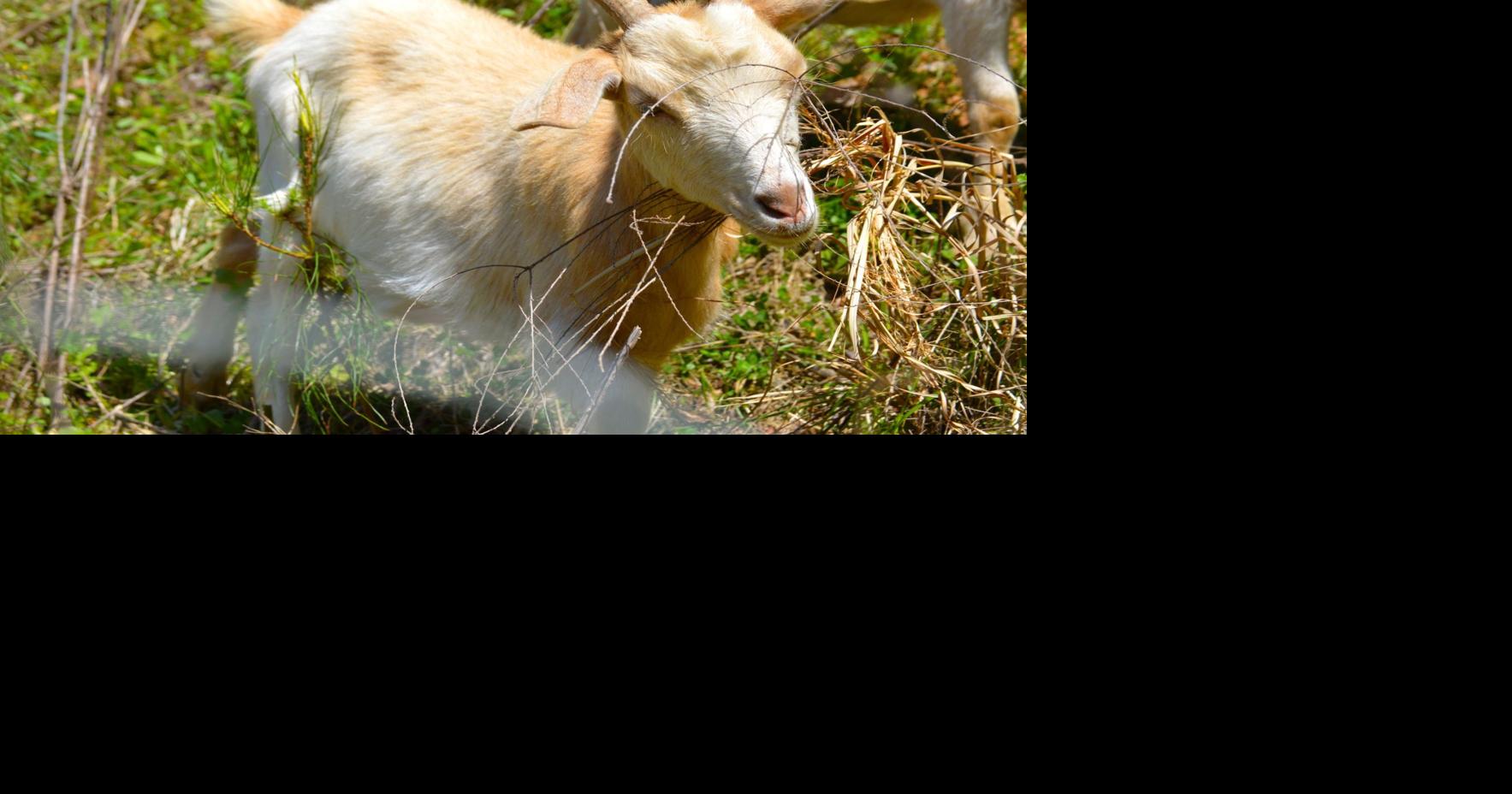 Norcross joins city of Atlanta, Buford in employing goats to clear ...