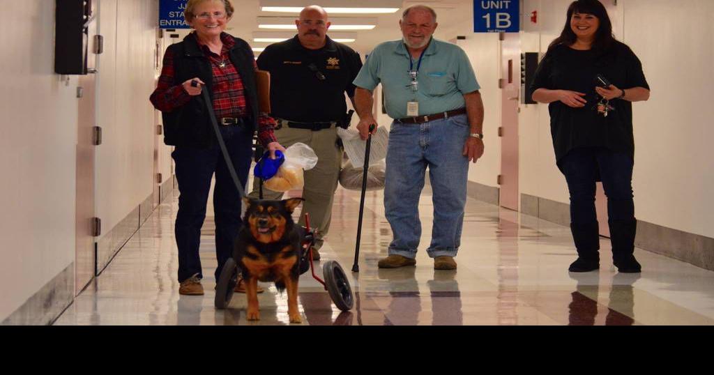 Jail Dogs ‘mascot’ finally finds forever home | News ...