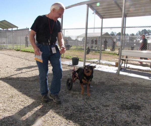 Jail Dogs ‘mascot’ seeks forever home | News | gwinnettdailypost.com