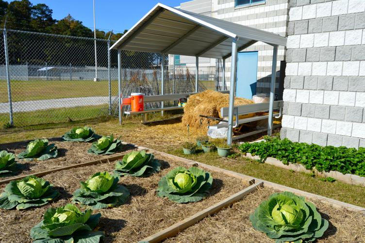Gwinnett County Jail garden program gives inmates new outlook ...