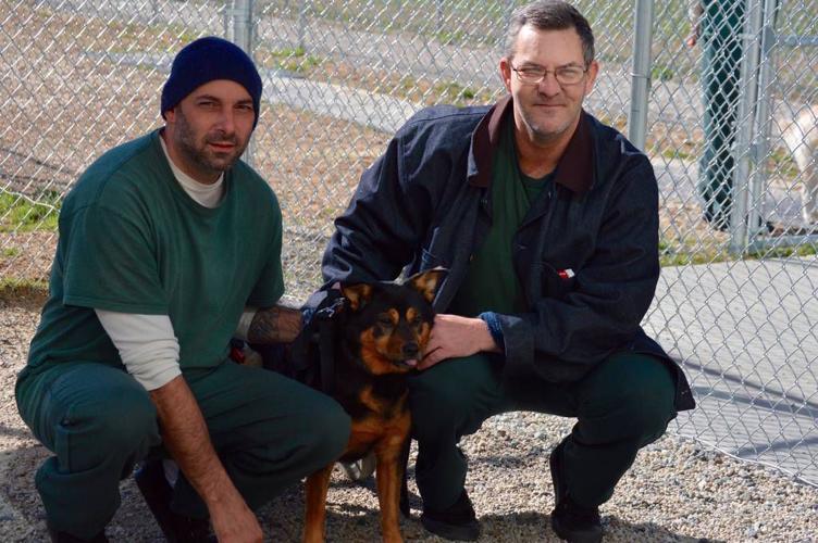 Jail Dogs ‘mascot’ seeks forever home | News | gwinnettdailypost.com