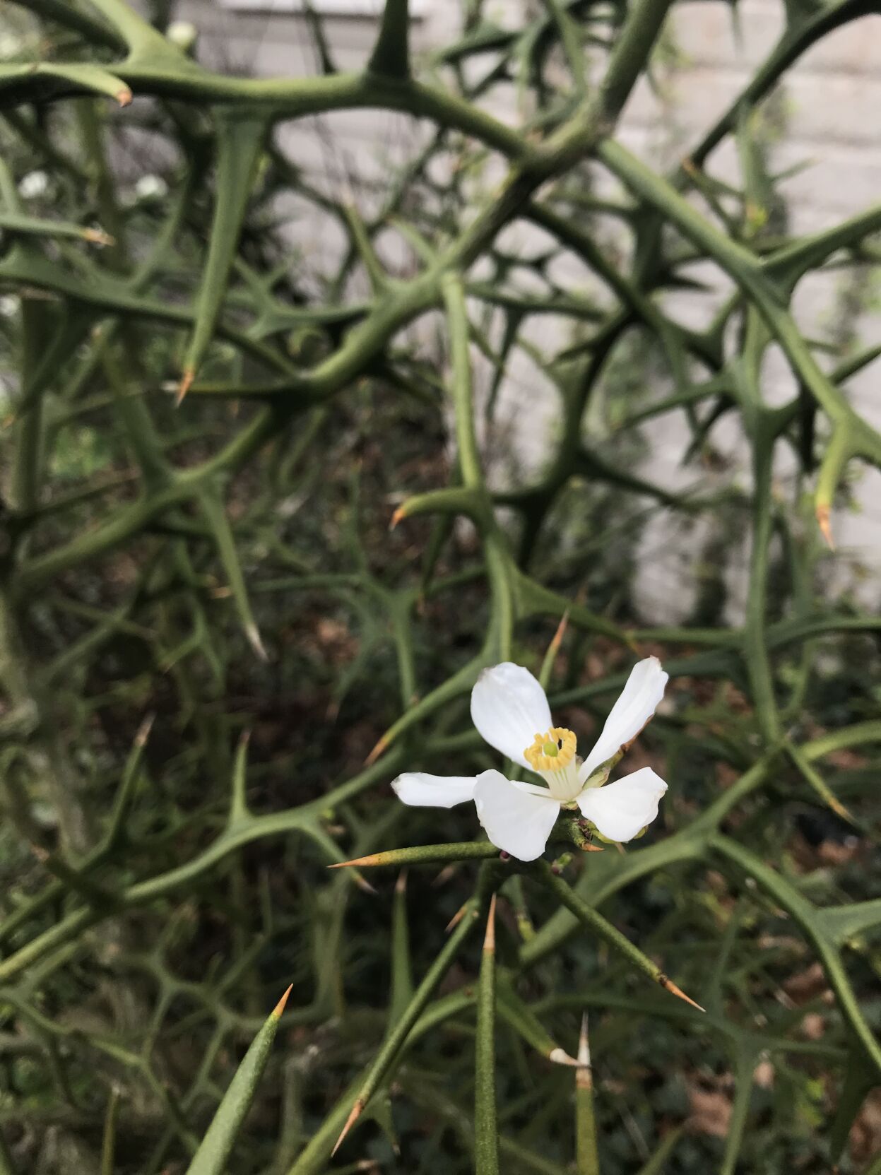MARLOWE: Check Out These Uncommon Weeds Found In Gwinnett County | News ...