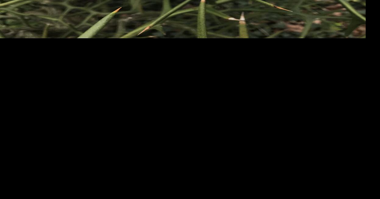 MARLOWE: Check Out These Uncommon Weeds Found In Gwinnett County | News ...