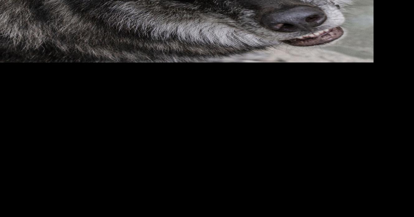 ART BEAT: Gwinnett photographer Debra Barnhart chronicles the wolf ...