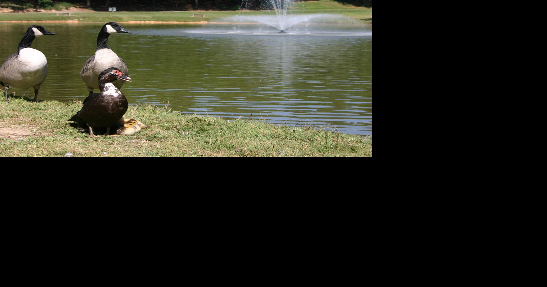 Gwinnett seeking grant to upgrade pond at Shorty Howell Park | News ...