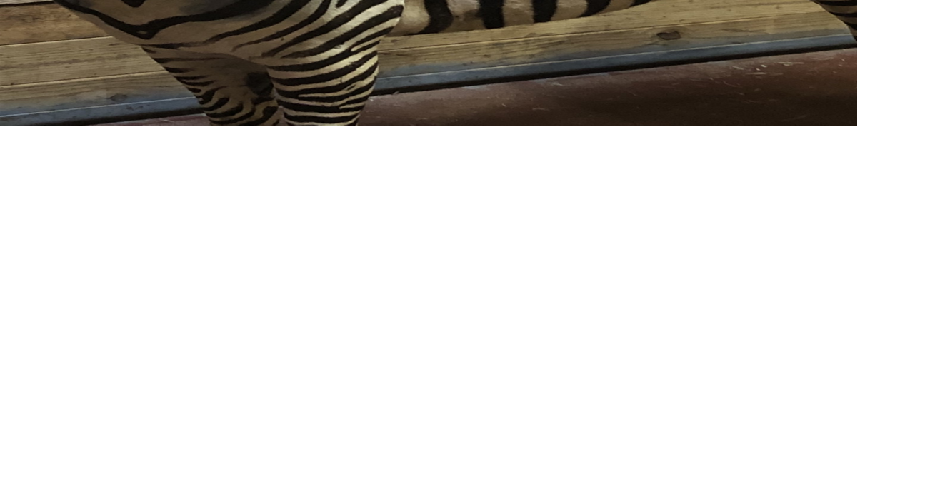 Zoo Atlanta welcomes a new zebra | | gwinnettdailypost.com