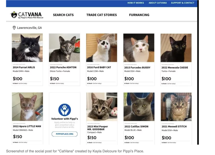 Gwinnett's Pippi’s Place Pet Rescue turns into 'Catvana' to help showcase cats in need of a home ...