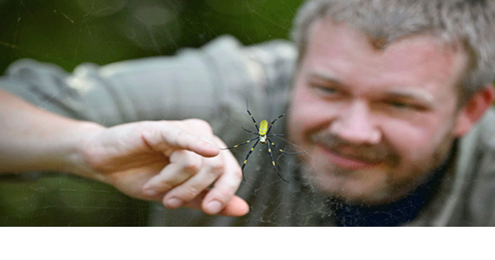 Are Joro spiders an invasive species? Georgia Gwinnett College ecology ...