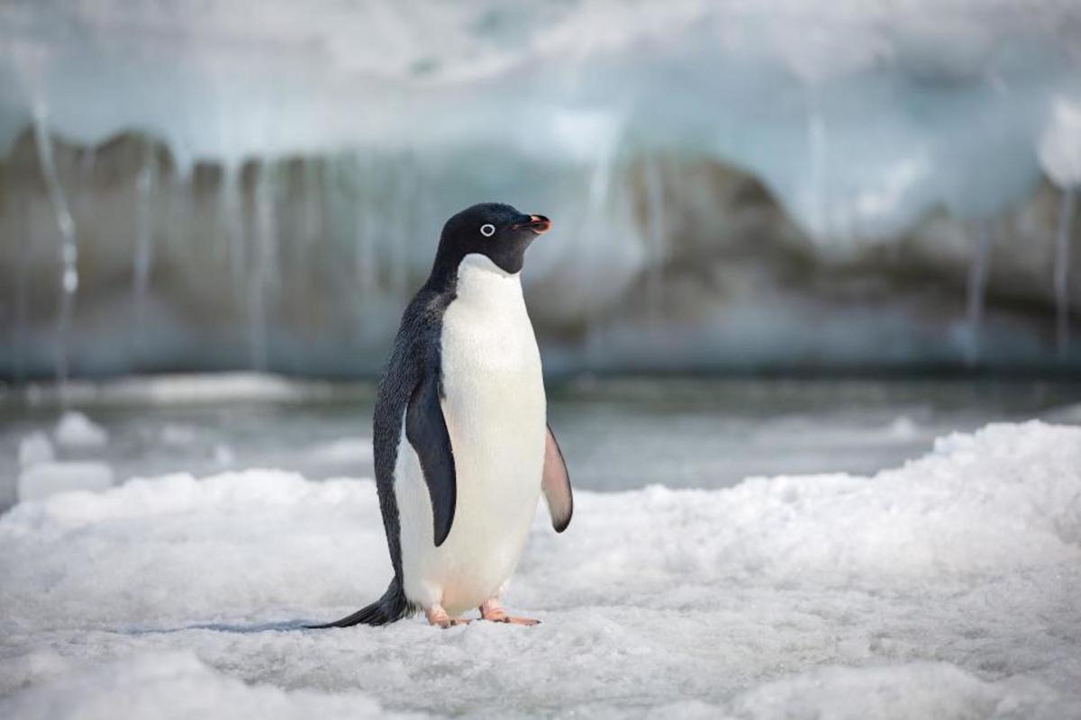 MOVIE REVIEW: 'Penguins' tells the story of lovable underdog Steve ...
