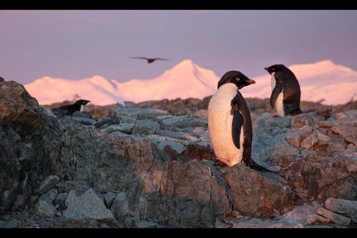 MOVIE REVIEW: 'Penguins' tells the story of lovable underdog Steve ...