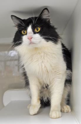 Pet of the Week: Mr. Beau | News | gwinnettdailypost.com