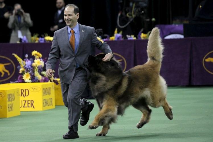 German shorthaired pointer named CJ wins Westminster dog show | World ...