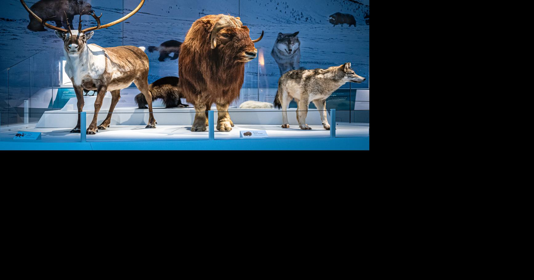 Coming Attractions: 'Planet Ice' coming to Fernbank Museum along with ...