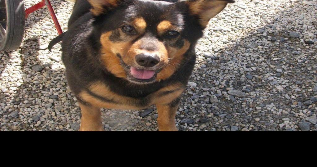 Jail Dog ‘mascot’ returns to Gwinnett County jail | News ...
